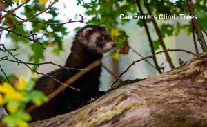 Can Ferrets Climb Trees? (You Won't Believe) | Ferret Adviser