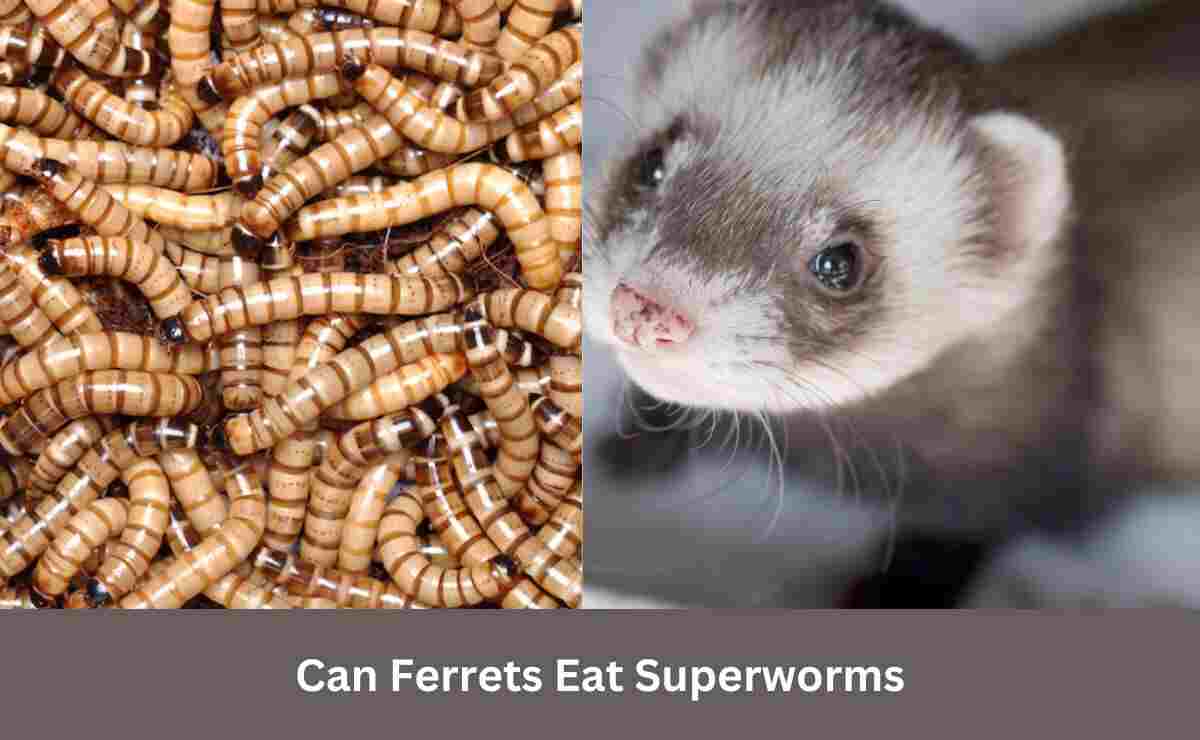 Can Ferrets Eat Superworms? | Ferret Adviser