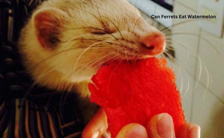 Can Ferrets Eat Watermelon? | Ferret Adviser