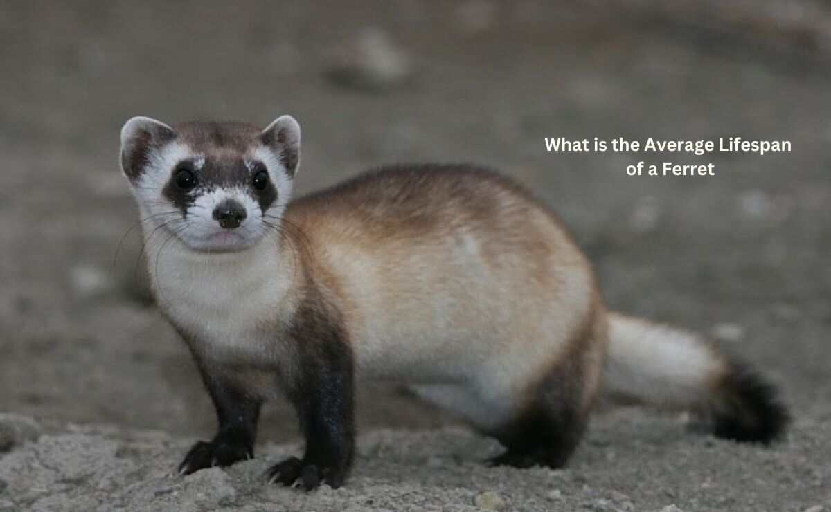 What is the Average Lifespan of a Ferret? Real Info | Ferret Adviser