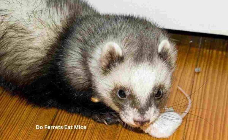 Do Ferrets Eat Mice? Know the Real Answer | Ferret Adviser