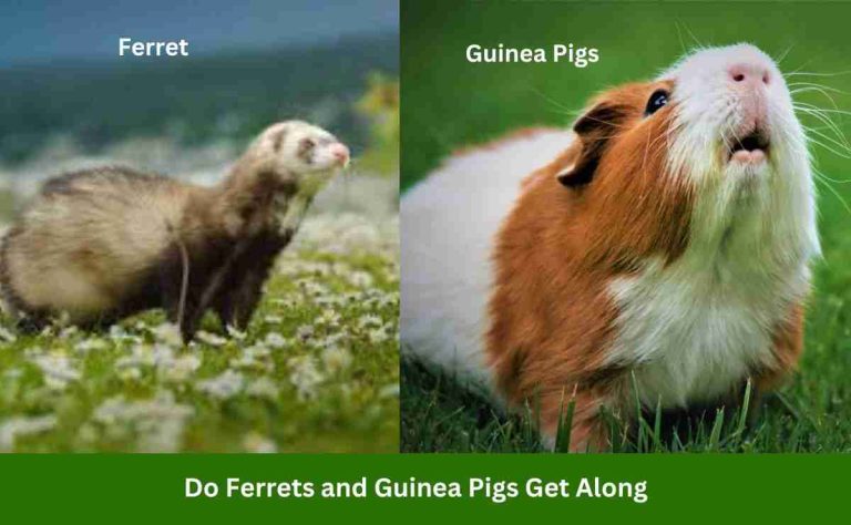 Do Ferrets and Guinea Pigs Get Along? | Ferret Adviser