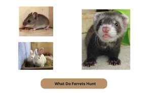 What Do Ferrets Hunt? [ Get the List of Ferrets Prey]| Ferret Adviser