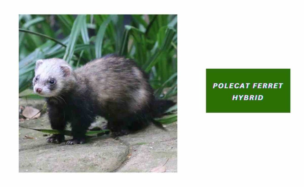 Polecat Ferret Hybrid - Are They Good As Pets? | Ferret Adviser