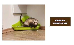 Where Do Ferrets Poop? | Ferret Adviser