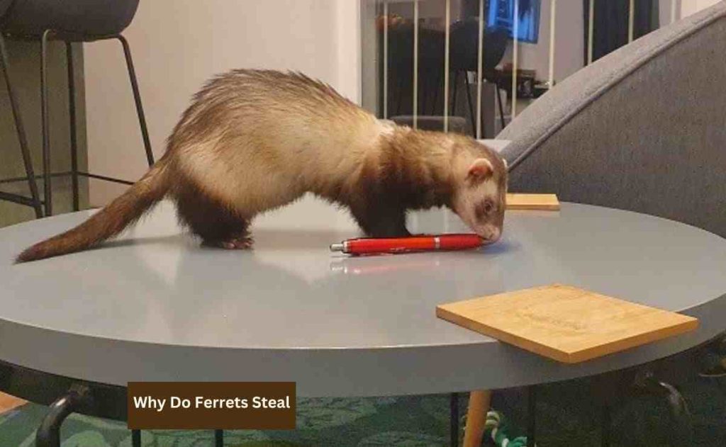 Why Do Ferrets Steal - [How To Prevent It] | Ferret Adviser