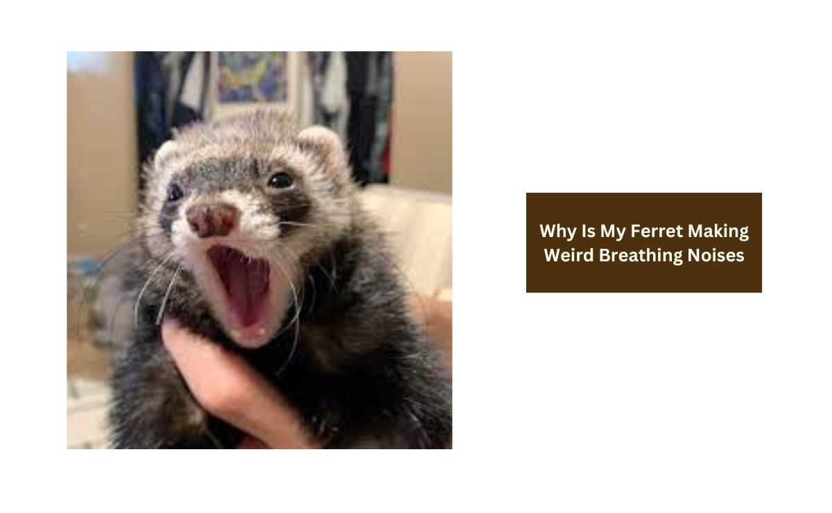 Why Is My Ferret Making Weird Breathing Noises? | Ferret Adviser