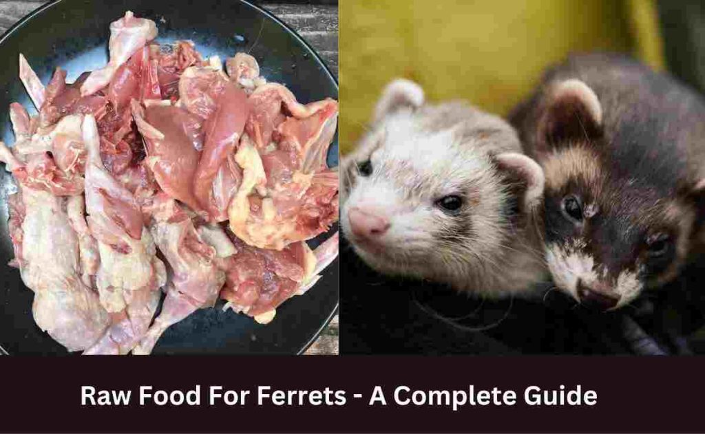 Raw Food For Ferrets - A Complete Guide | Ferret Adviser