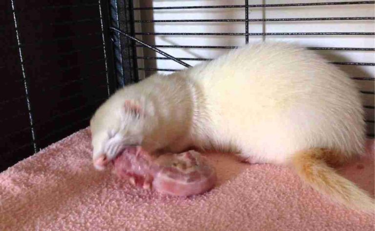 Raw Food For Ferrets - A Complete Guide | Ferret Adviser
