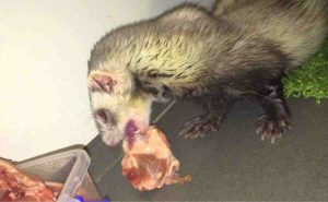 Raw Food For Ferrets - A Complete Guide | Ferret Adviser
