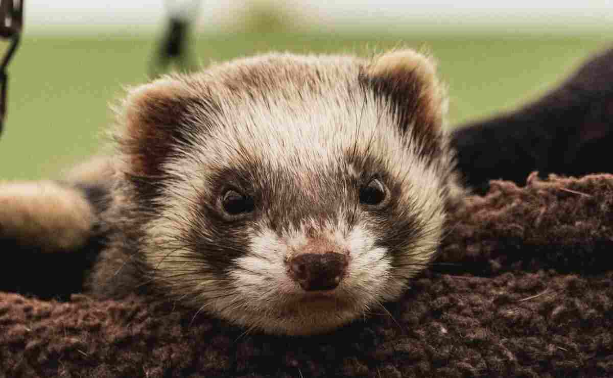 Do Ferrets Take Dust Baths? | Ferret Adviser