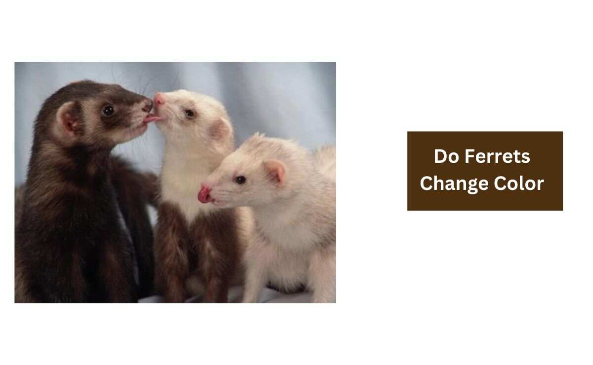 Do Ferrets Change Color? Know The Amazing Information | Ferret Adviser