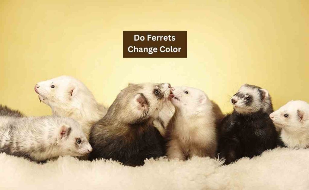 Do Ferrets Change Color? Know The Amazing Information | Ferret Adviser
