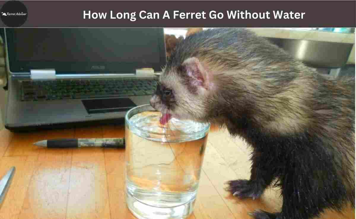 How Long Can A Ferret Go Without Water? Be Aware! | Ferret Adviser