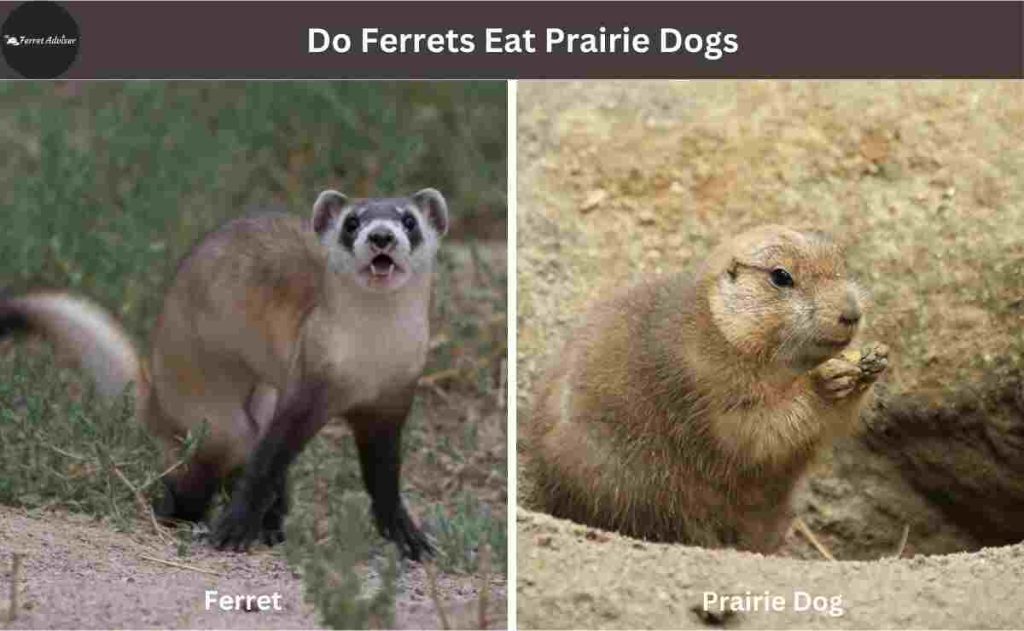 Do Ferrets Eat Prairie Dogs? Ferret Food in The Wild | Ferret Adviser