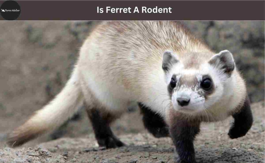 Is Ferret A Rodent? Know The Real Info! | Ferret Adviser