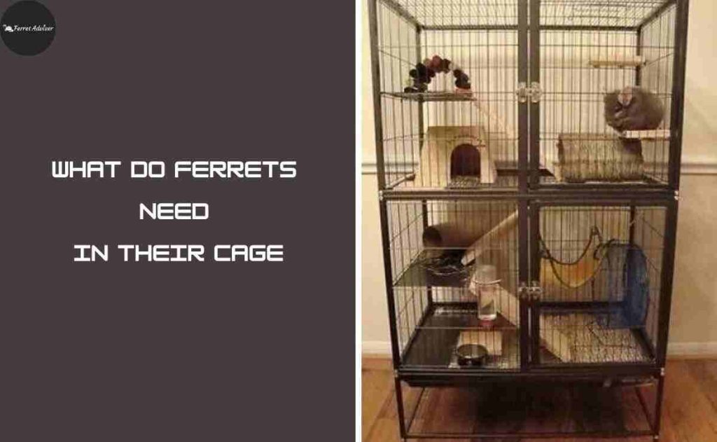 What Do Ferrets Need in Their Cage - Comprehensive Guide | Ferret Adviser